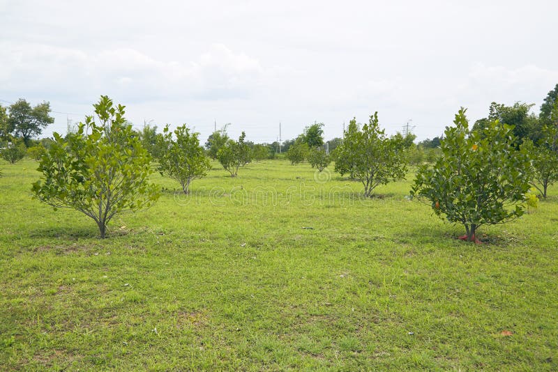 The jackfruit farm stock photo. Image of asian, ripe - 125996654