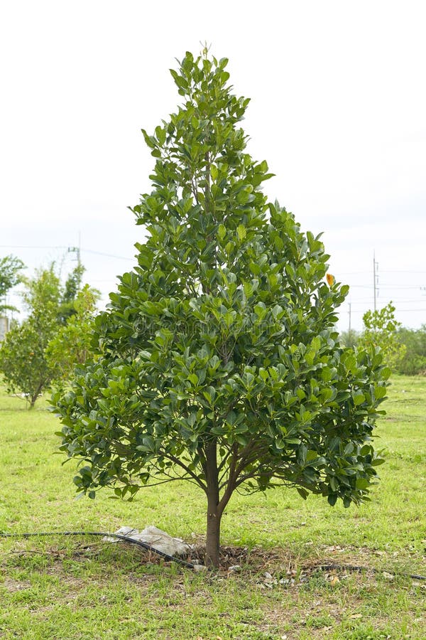 The jackfruit farm stock image. Image of jack, environment - 125996571