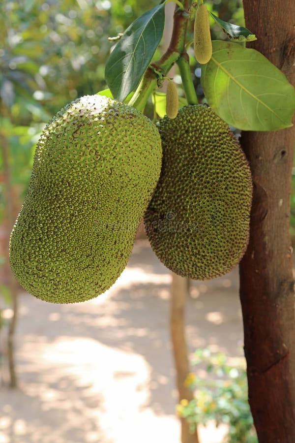 Jackfruit - Fast-growing Tropical Asian Tree Stock Image - Image of ...