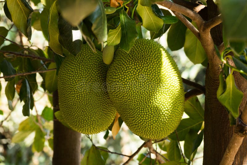 Jackfruit stock image. Image of delicious, agriculture - 88047031