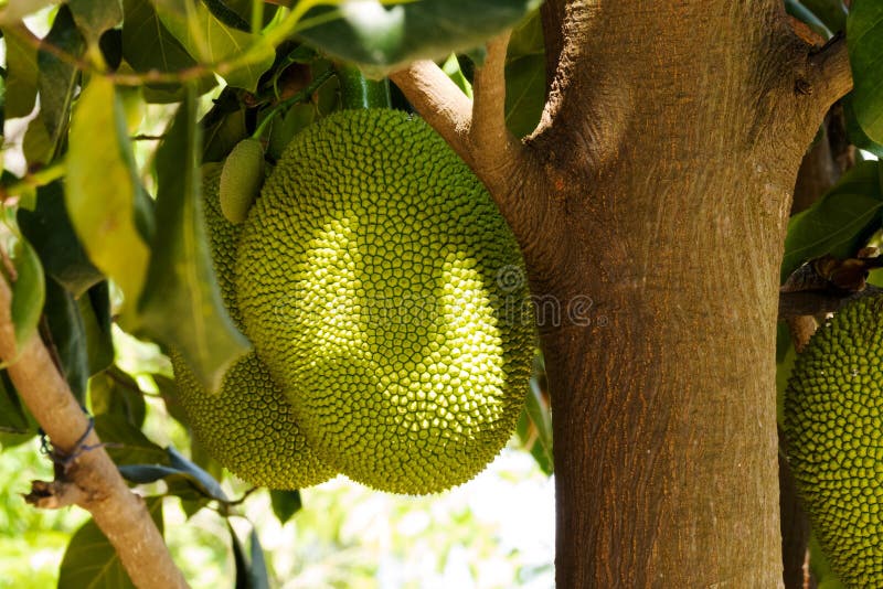 Jackfruit stock photo. Image of tropical, tree, horizontal - 88049494