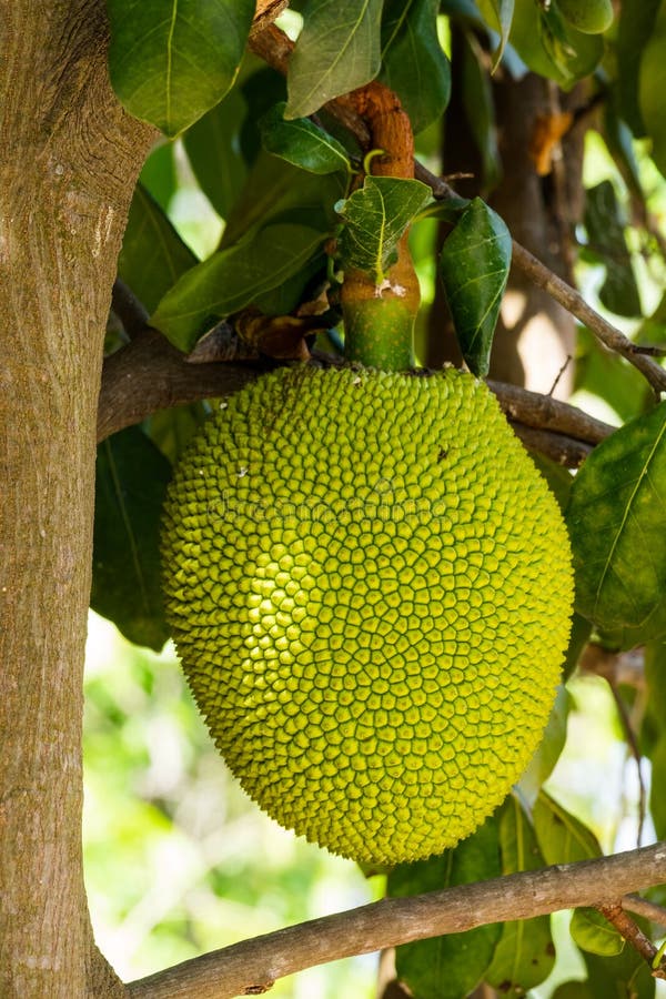 Jackfruit stock photo. Image of jack, jakfruit, fruit - 88049536