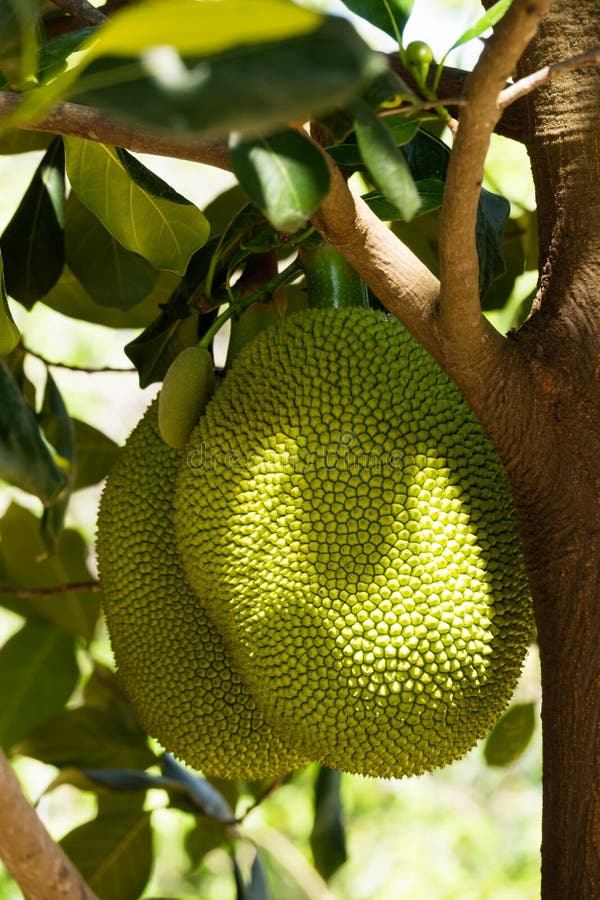 Jackfruit stock image. Image of jackfruit, nature, plant - 88049595