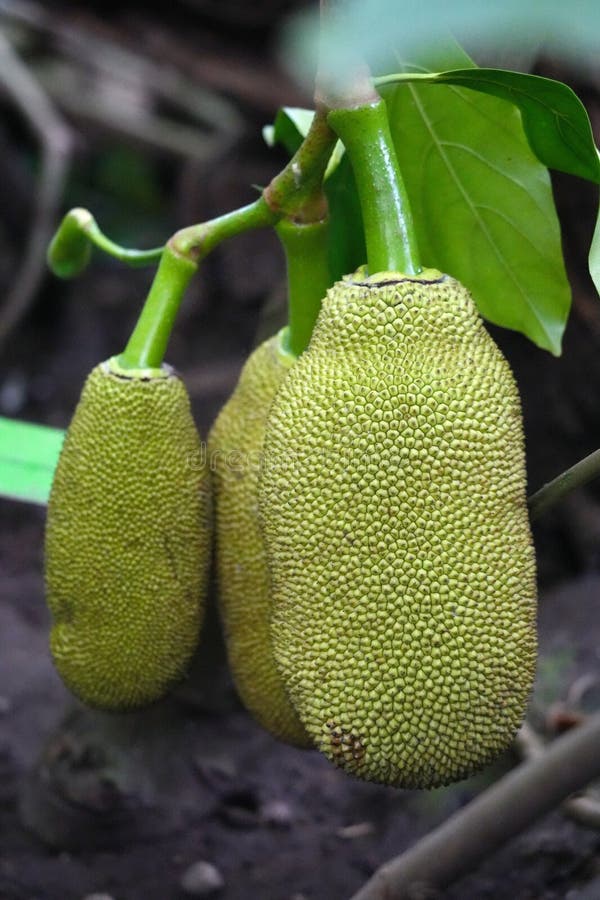 Jackfruit -the Fruit of the Breadfruit Tree (Artocarpus Heterophyllus ...