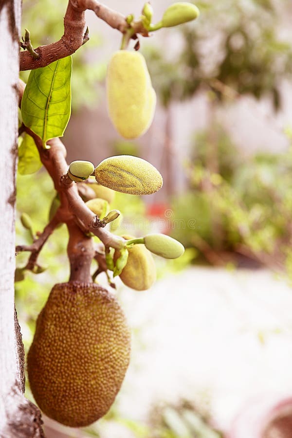 Jackfruit, the Fruit of an Evergreen Indian Tree Bread Stock Photo ...