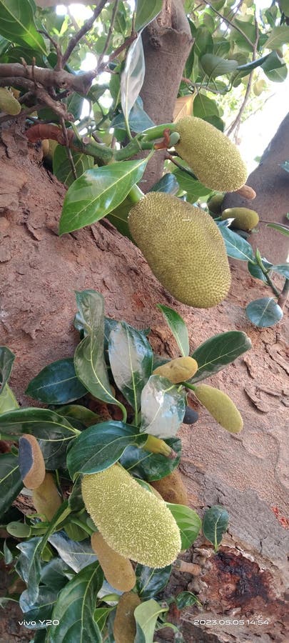 Jackfruit Fruit Fruits Tree Apple Stock Image - Image of tree ...