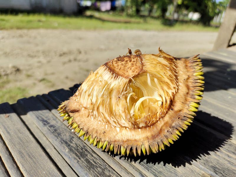 Jackfruit is a Fruit that Grows in the Tropics and Yellow Color Stock ...