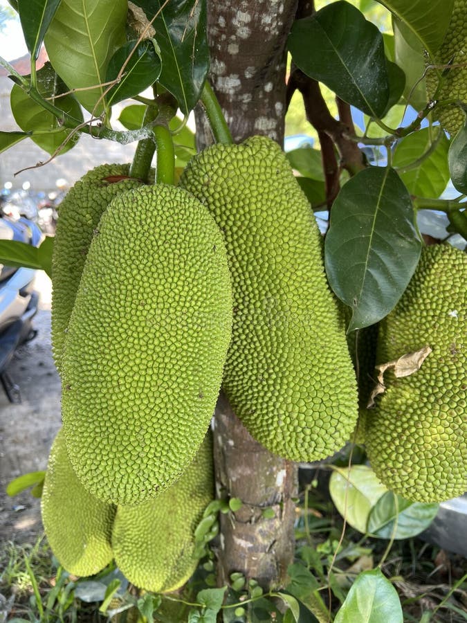 The Jackfruit is the Fruit of Jack Tree Artocarpus Heterophyllus Stock ...