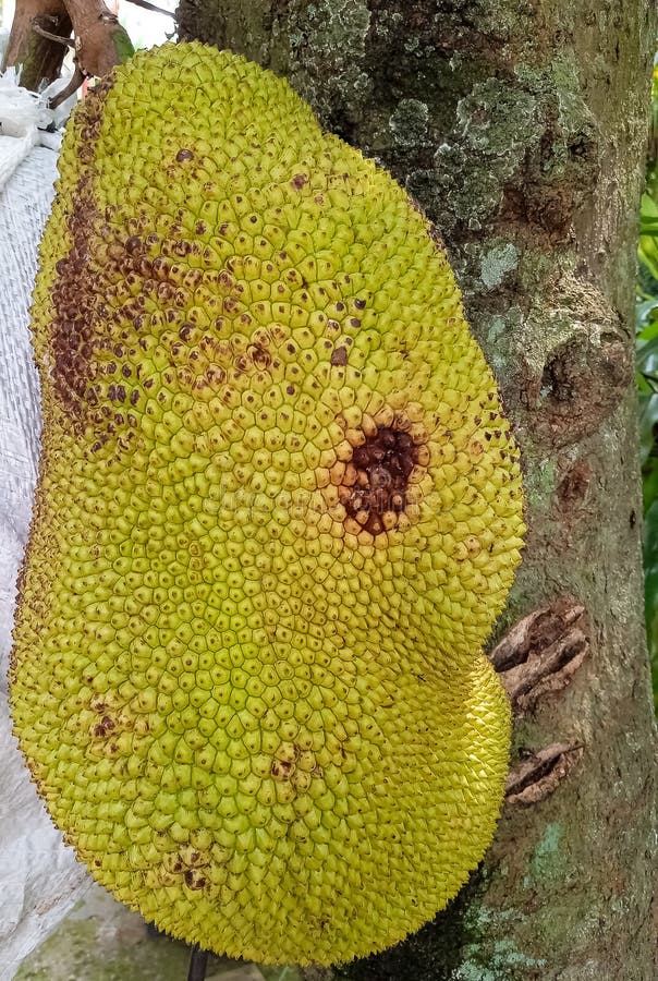 Jackfruit Fruit Looks Fresh Growing on Jackfruit Trees Stock Photo ...