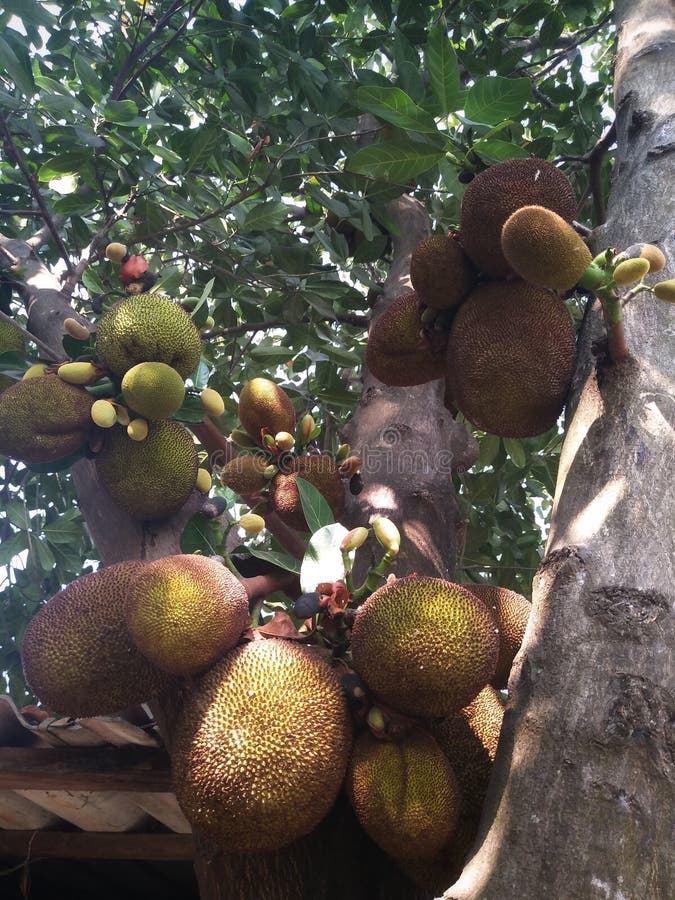Jackfruit Fruit with a Lot of Produce Stock Photo - Image of produce ...