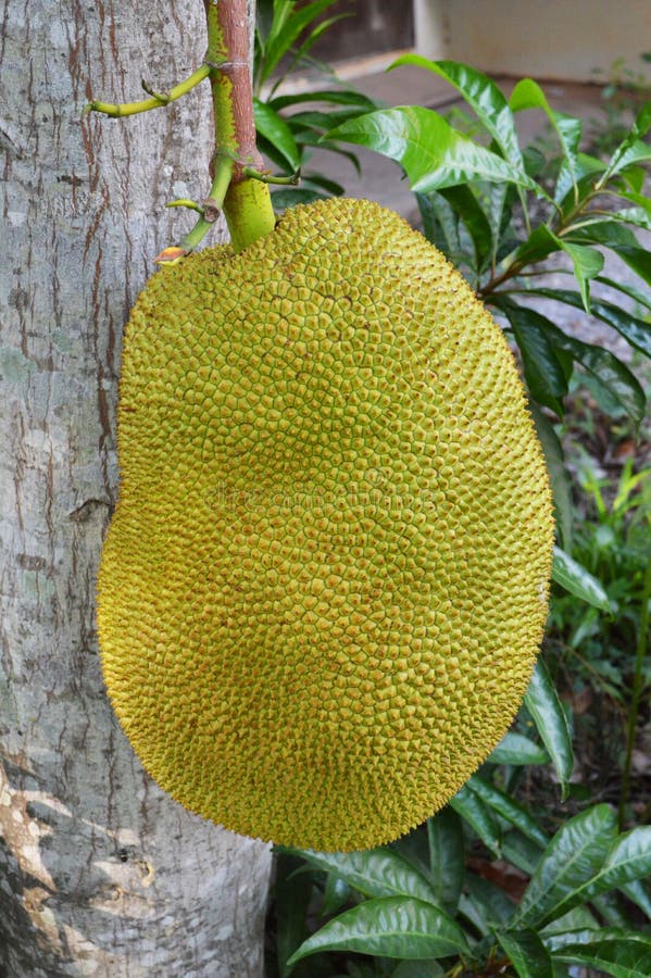 Jackfruit fruit stock image. Image of single, grow, banana - 41272419