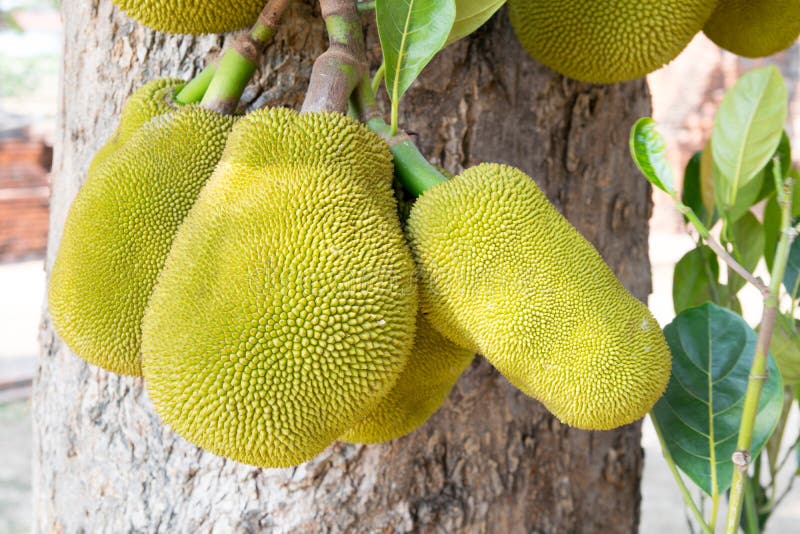 Jackfruit stock photo. Image of macro, botany, branch - 54001848