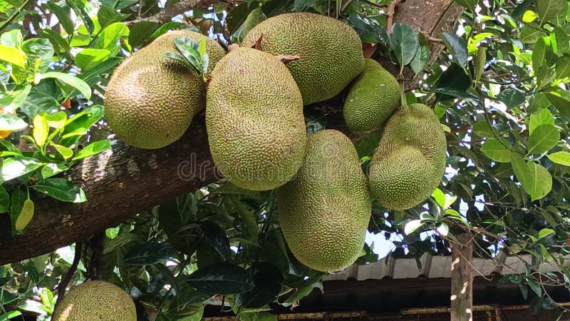 Jackfruit Fruit is Very Dense, it Tastes Very Sweet Stock Image - Image ...