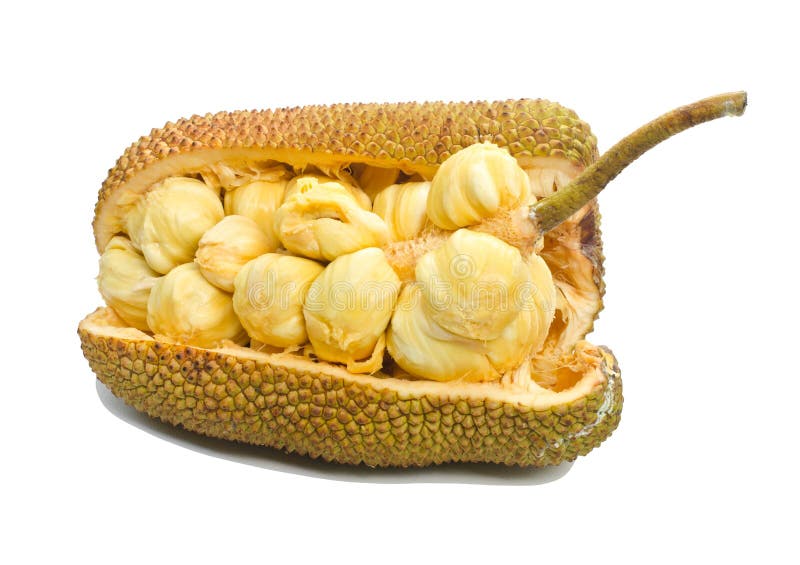 Jackfruit fruit stock photo. Image of smelly, life, autumn - 24740560
