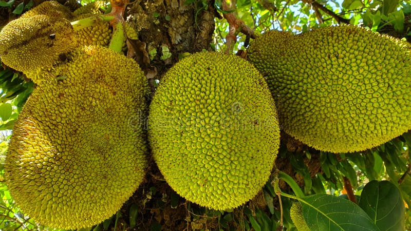 Jackfruit Fruits Still Attached To Tree Trunk Stock Photo - Image of ...