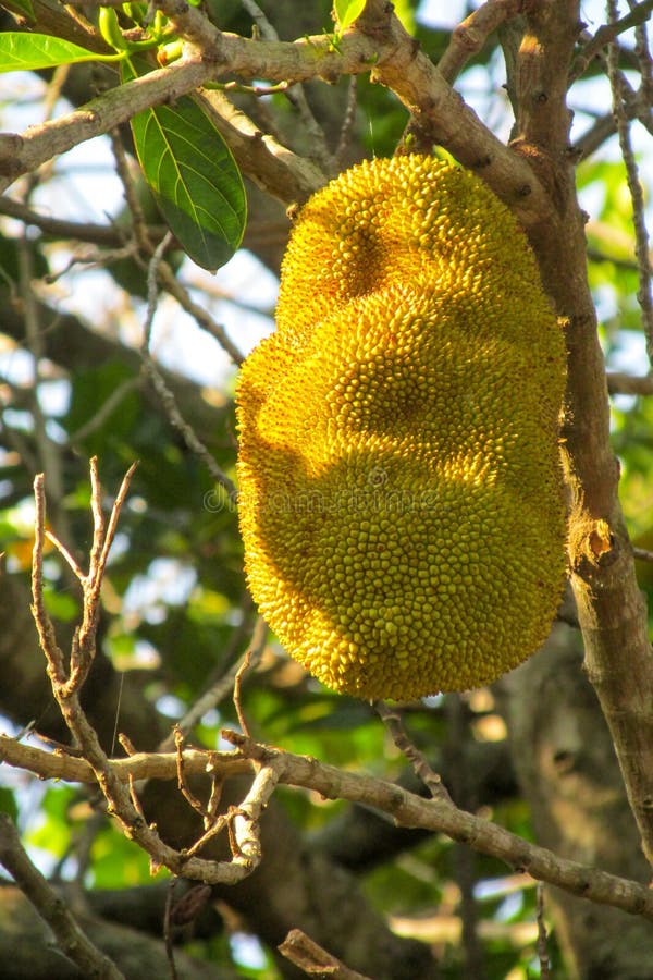 Jackfruit Fruits on the Tree Stock Image - Image of autumn, freshness ...