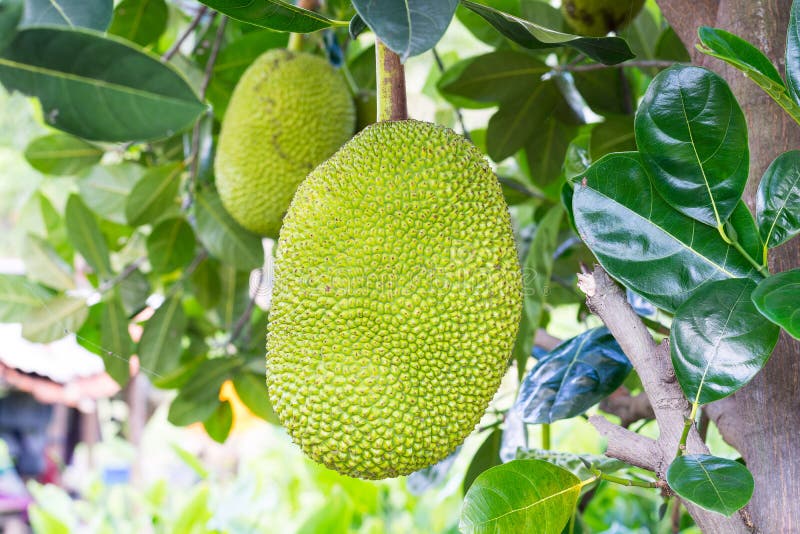 Jackfruit stock image. Image of fresh, color, jack, flora - 45195633