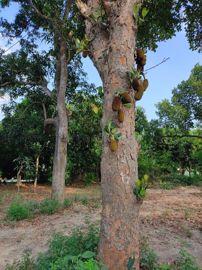 Jackfruit grow on the tree stock image. Image of green - 181464487
