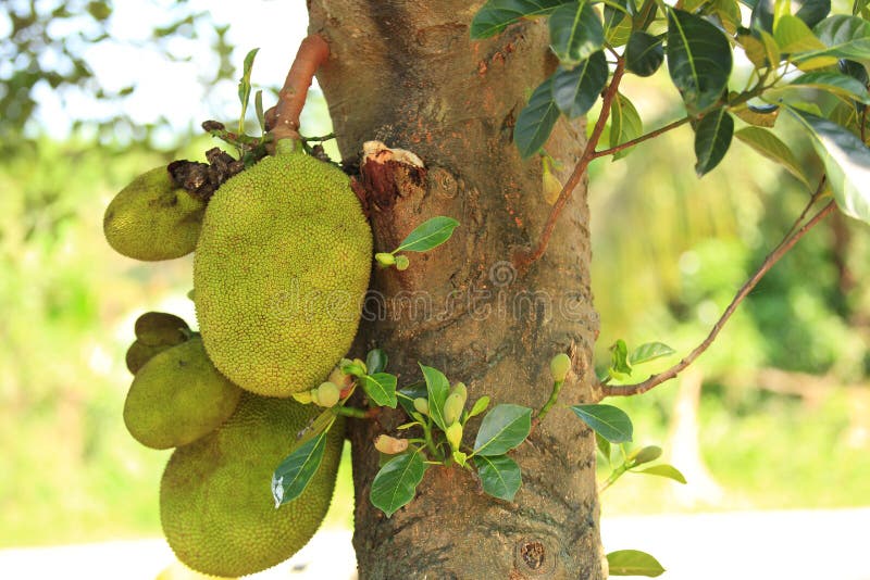 Jet Fruit Artocarpus Heterophyllus Stock Image - Image of exotic, tree ...
