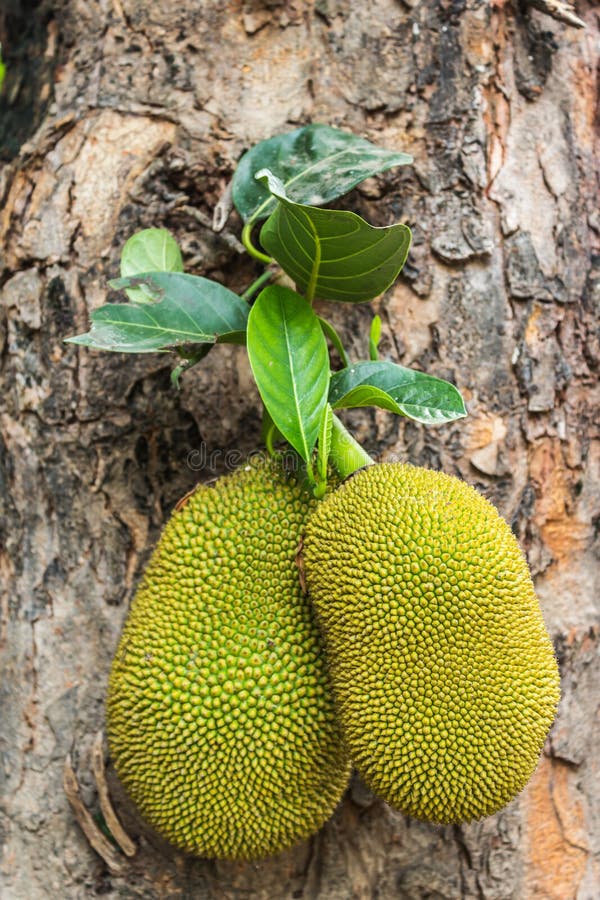 Jackfruit stock image. Image of life, indigenous, organic - 40398375