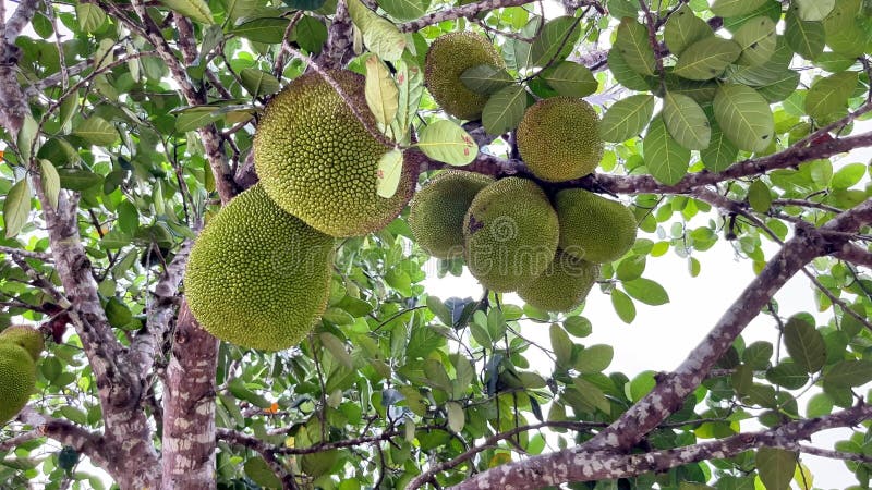 Jackfruit Growing on Tree, Jackfruit Fruits in Asia, the Largest Fruit ...