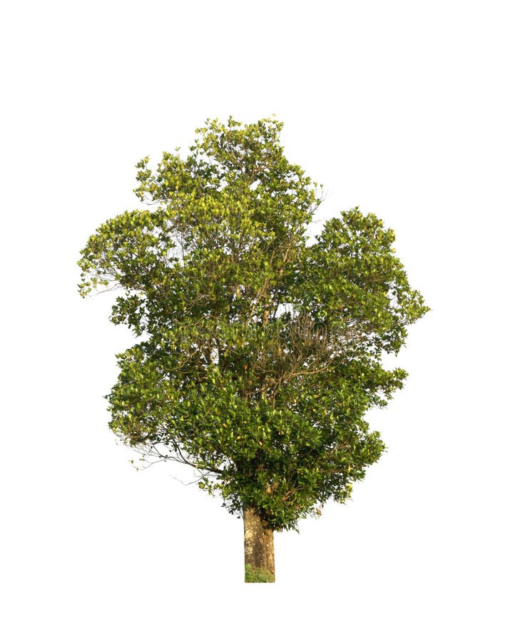 Jackfruit Tree Isolated on White Background. Stock Photo - Image of ...