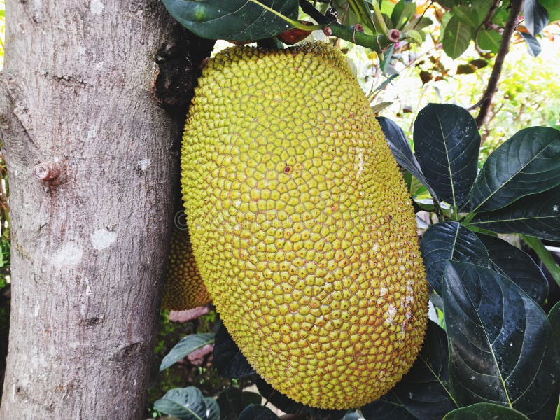 Jackfruit Grows Ripe on a Tree Stock Image - Image of ripe, tropical ...