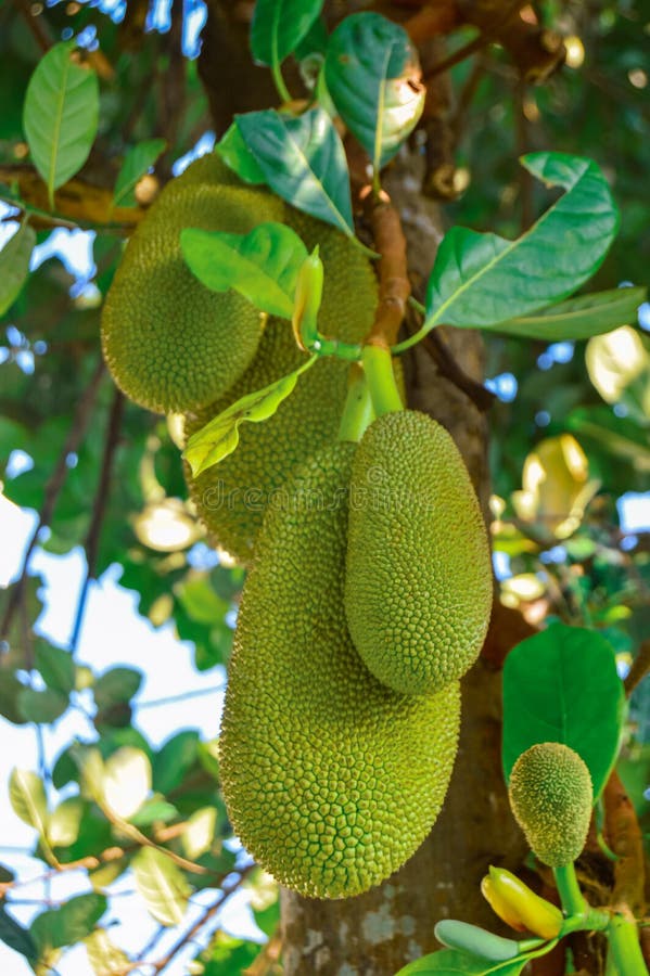 Jackfruit Grows Thick on Tree Branches Stock Image - Image of outdoors ...