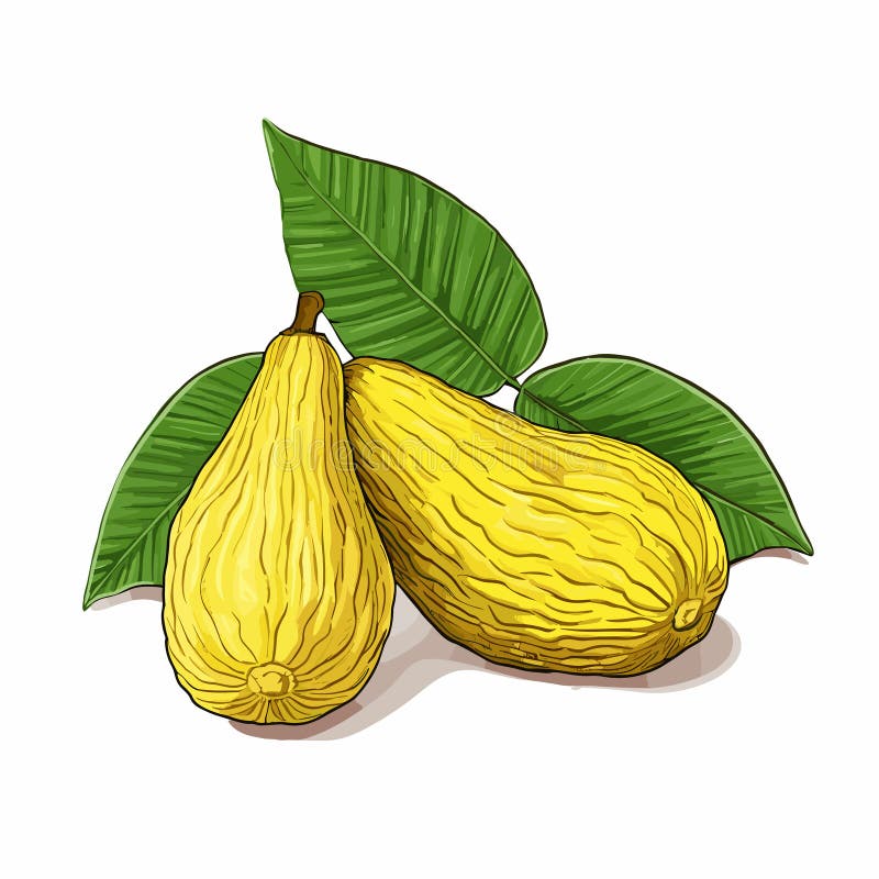 Jackfruit Hand-drawn Illustration. Jackfruit. Vector Doodle Style ...