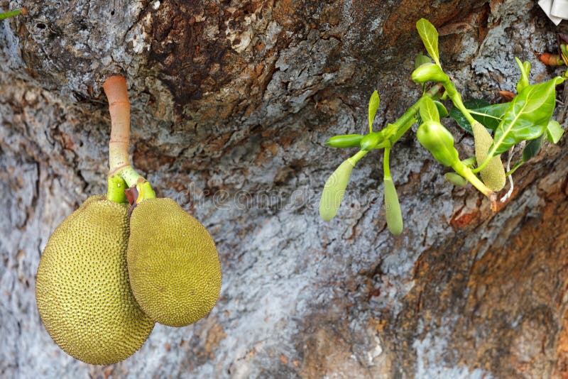 Jackfruit hanging stock image. Image of artocarpus, jackfruit - 24838019