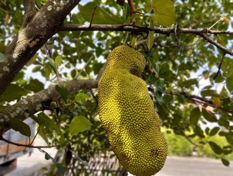 Jackfruit Hanging Alone on a Branch Looks Unique Stock Photo - Image of ...