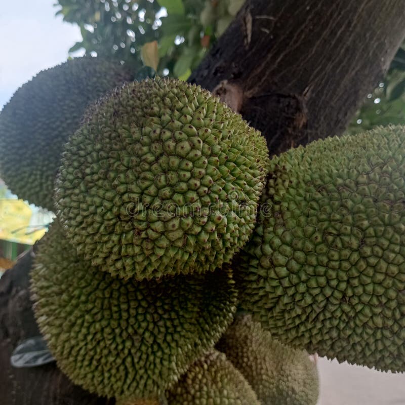 Jackfruit Hanging from a Jackfruit Tree in the Yard of the House Stock ...