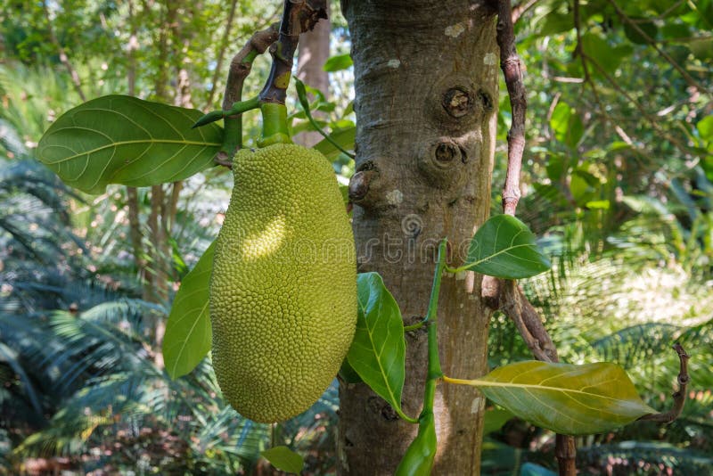 Jackfruit Hanging on Tree, Jack Fruit on Tree - Stock Image - Image of ...