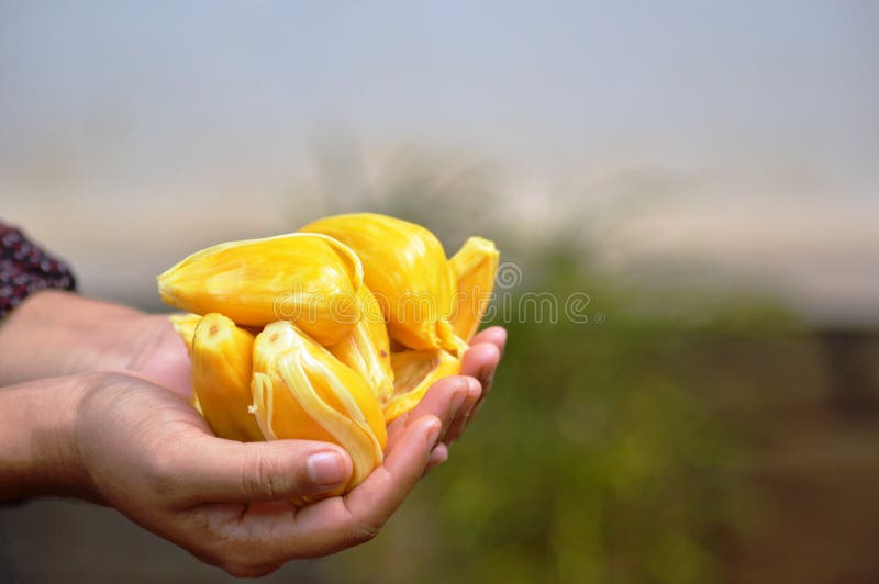 Jackfruit Holding Hand Yellow Coloured Stock Photo - Image of yello ...