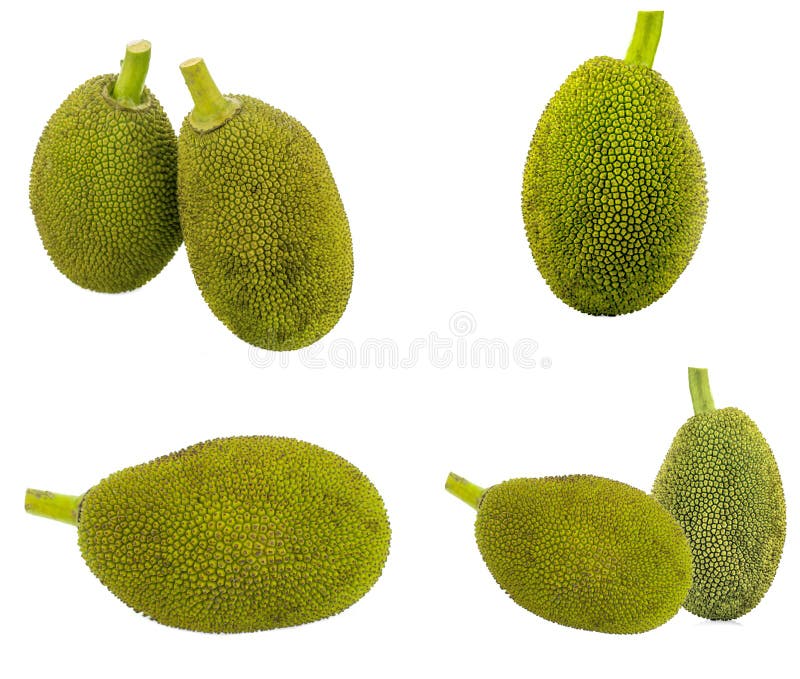 Jackfruit Isolated on White Background Stock Photo - Image of kanun ...