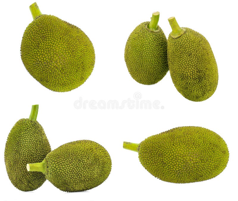 Jackfruit Isolated on White Background Stock Photo - Image of kanun ...