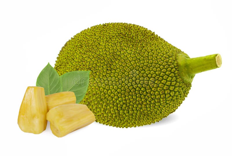 Jackfruit Isolated on White Background Stock Image - Image of picking ...