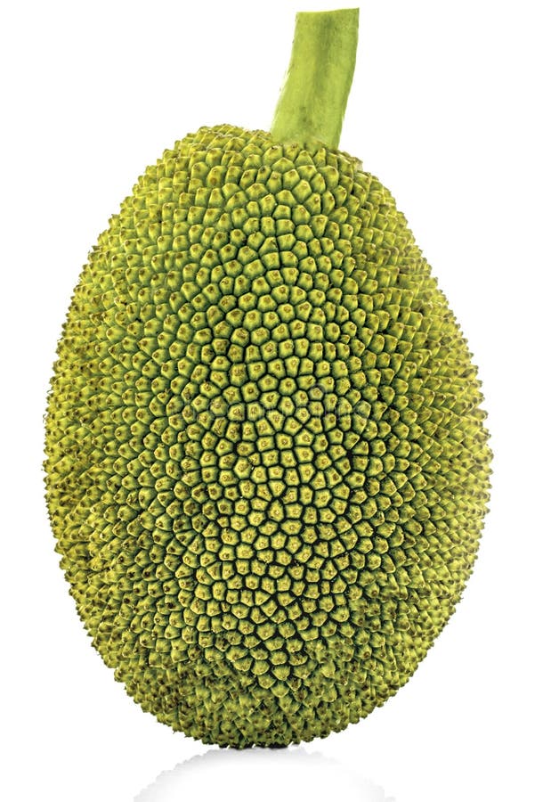 Jackfruit Isolated on White Background Stock Photo - Image of kanun ...