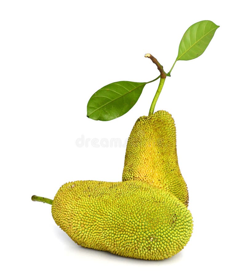 Jackfruit stock image. Image of ellipse, sugar, farming - 93252217