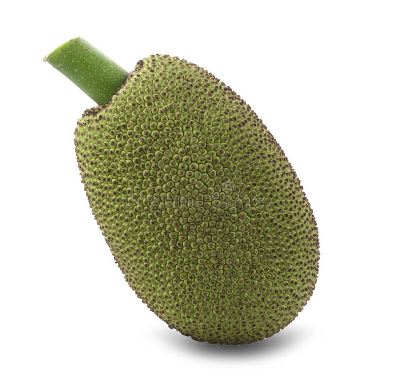 Jackfruit Isolated on White Background Stock Photo - Image of growing ...