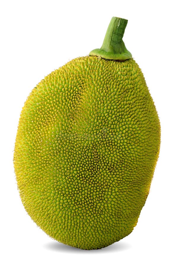 Jackfruit Isolated on White Background Stock Photo - Image of kanun ...