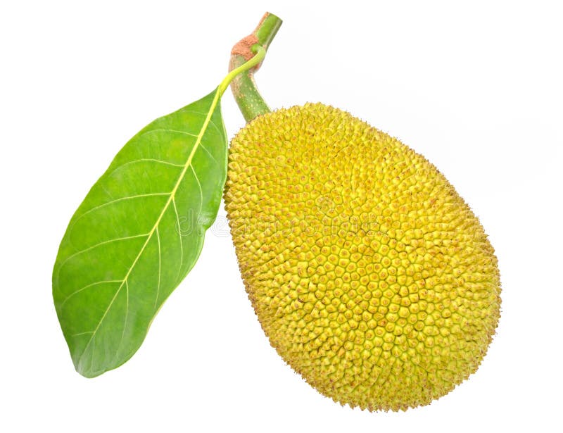 Jackfruit Isolated on White Background. Top View Stock Photo - Image of ...