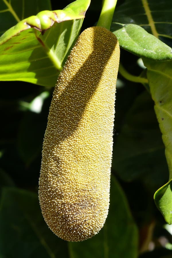 Jackfruit stock image. Image of vegetable, jackfruit - 71091717