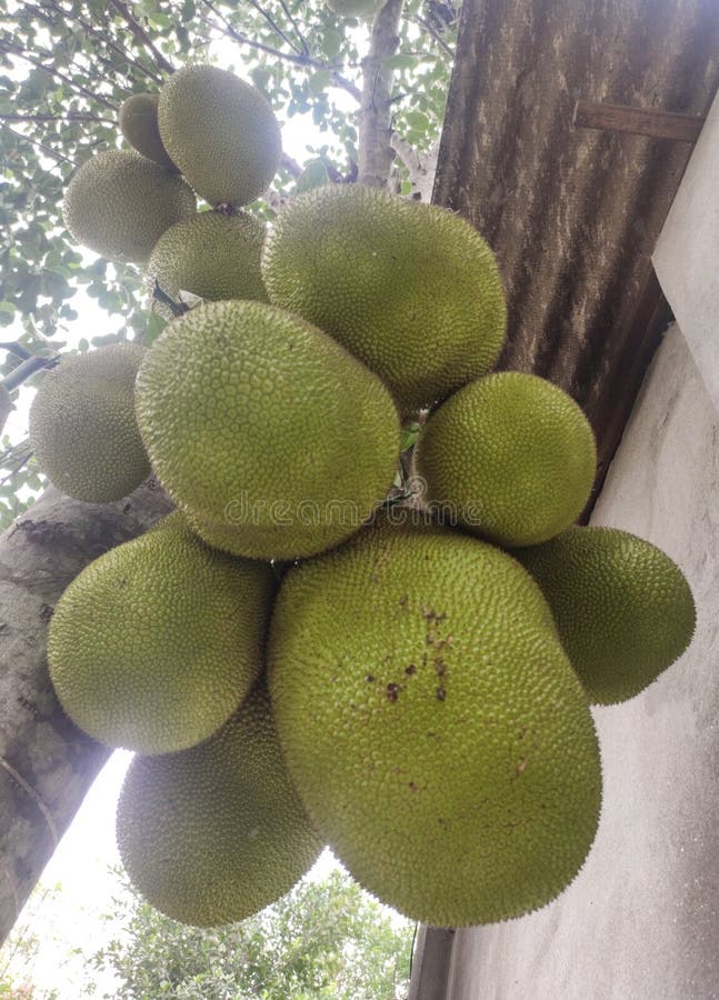 Raw Jackfruit or Jack Fruit Dry Curry in Indian Style Stock Photo ...