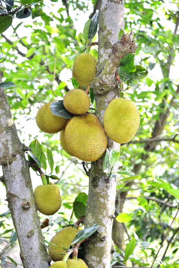 Jackfruit on a jack tree. stock photo. Image of sweet - 91710370