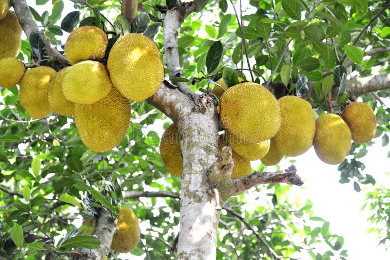 Jackfruit on a jack tree. stock photo. Image of oval - 91710476