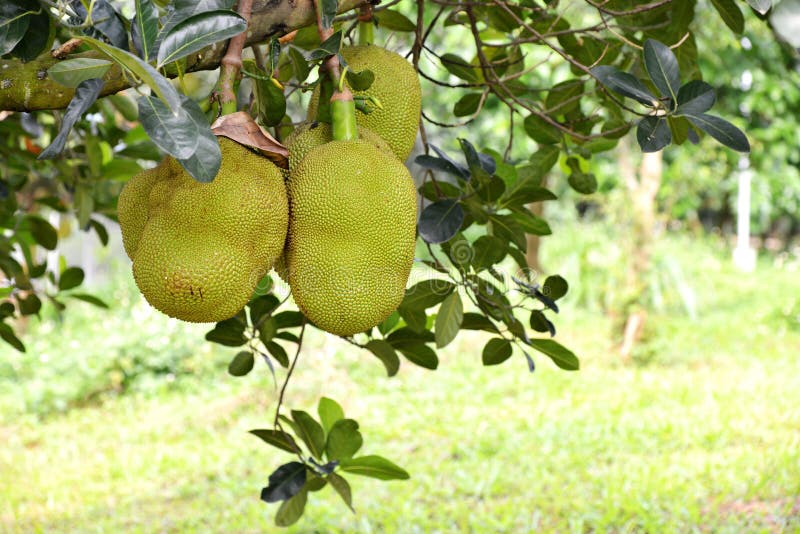 Jackfruit on a jack tree. stock photo. Image of vietnam - 92016776