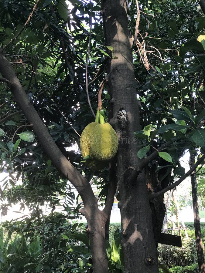 Jackfruit or Jack tree. stock photo. Image of ecology - 90362992