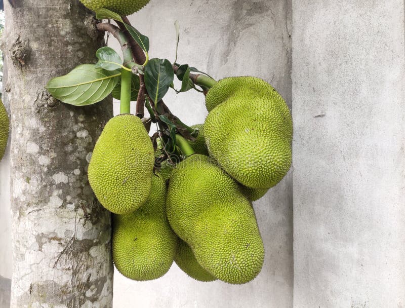 Jackfruit on a jack tree. stock photo. Image of prickly - 184543236