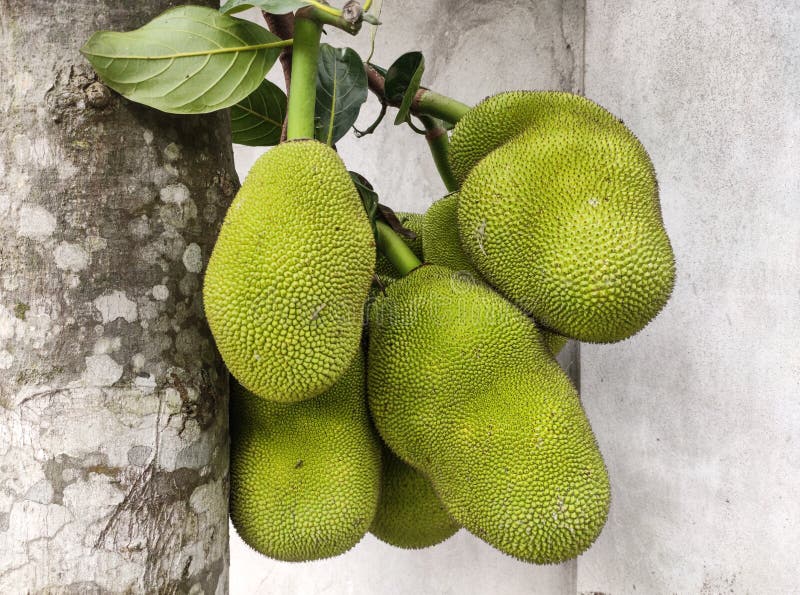 Jackfruit on a jack tree. stock photo. Image of sweet - 184543262
